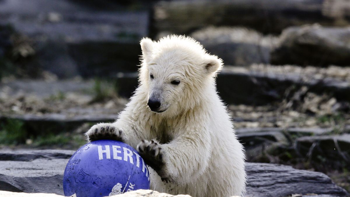 Zoológico de Berlín anuncia nombre de su cría de oso polar